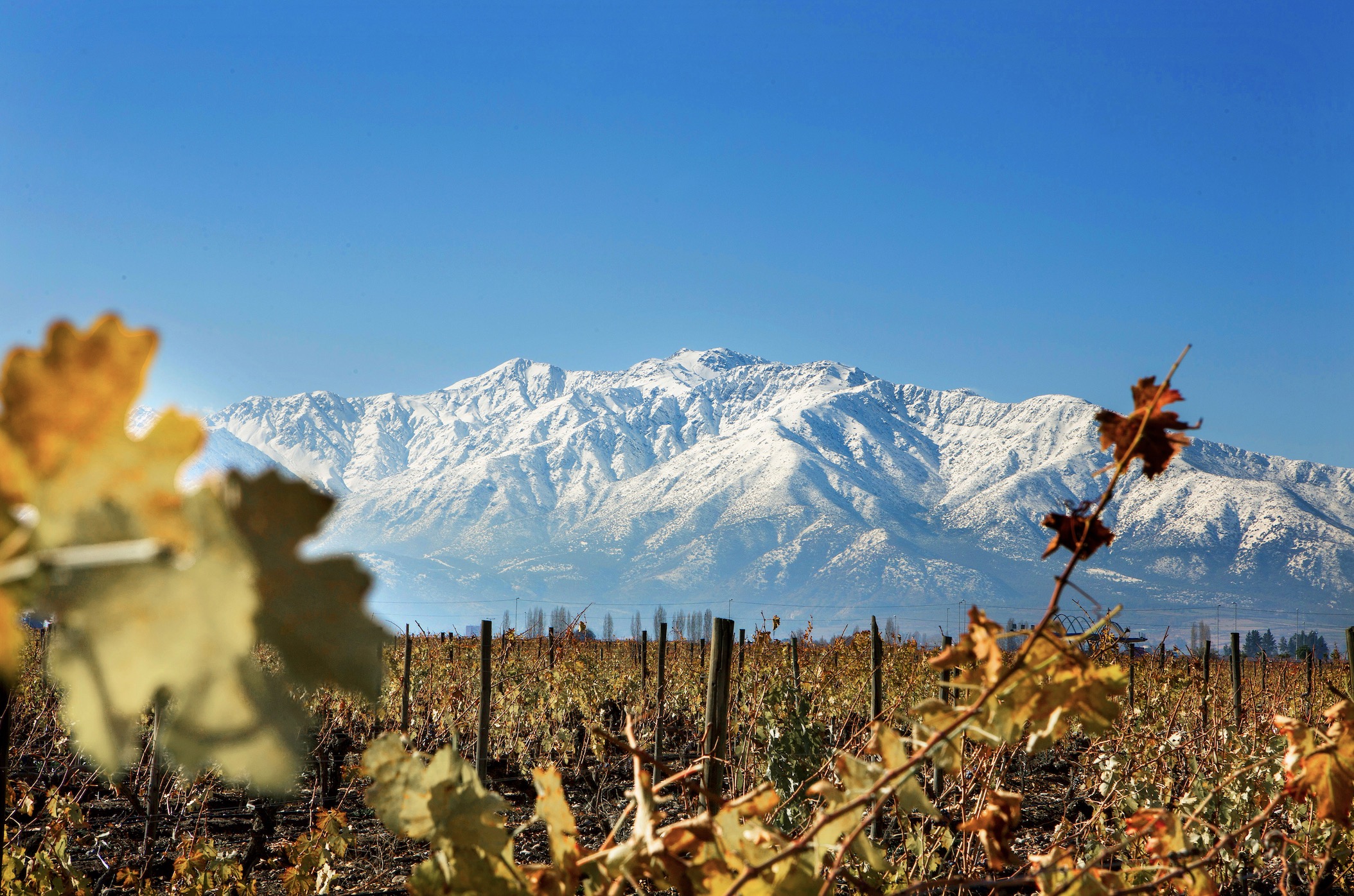 High-Altitude Wines: Why You Need to Try These Hidden Gems