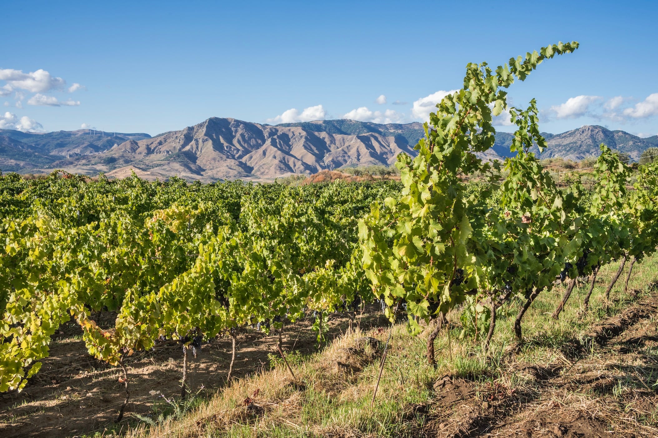 High-Altitude Wines: Why You Need to Try These Hidden Gems